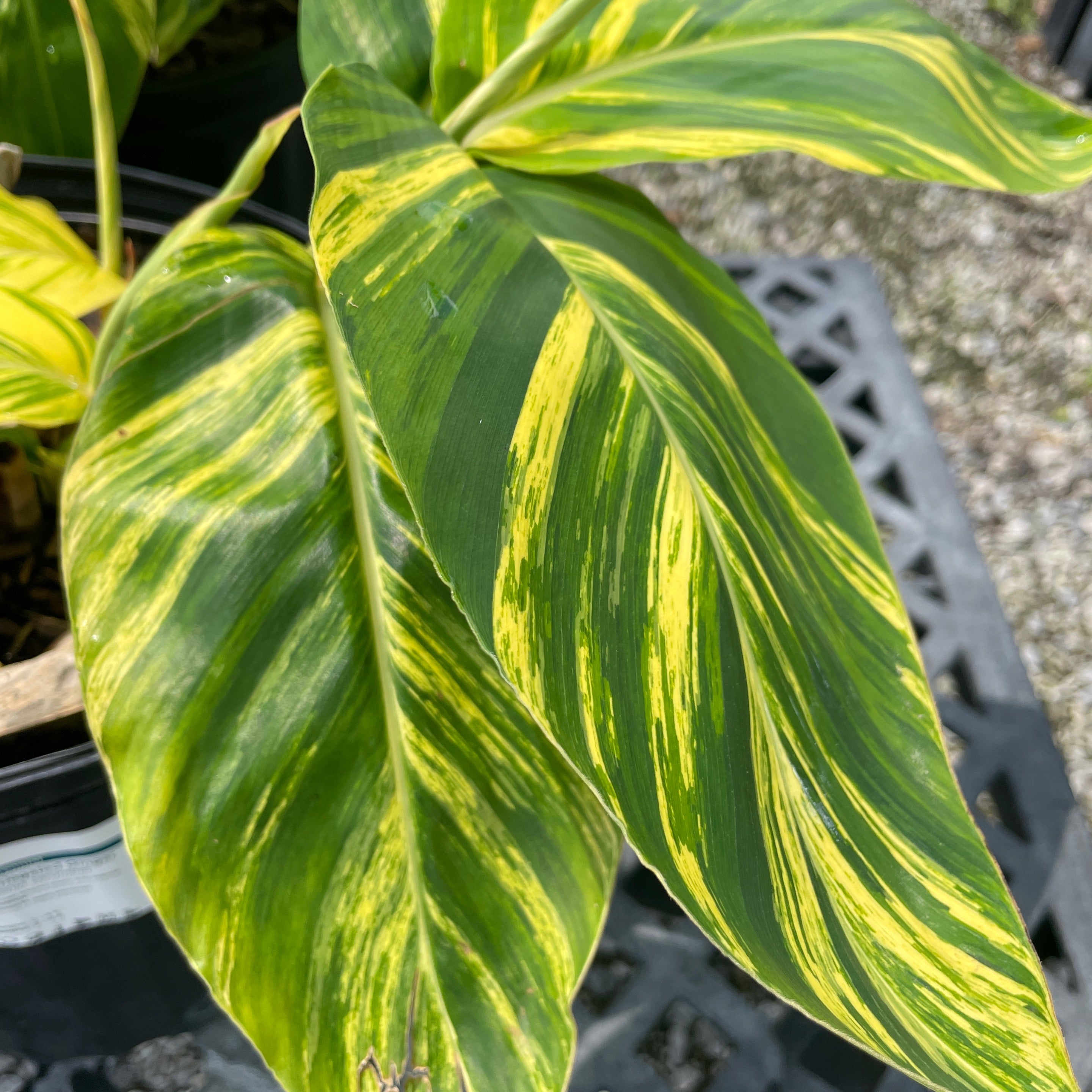 3 Gallon Variegated Ginger | Cane Row Nursery & Landscaping