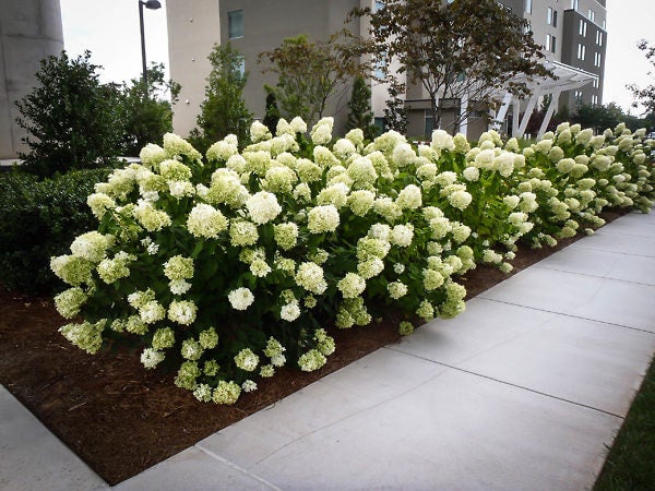 2 Gallon White Wedding Hydrangea | Cane Row Nursery & Landscaping