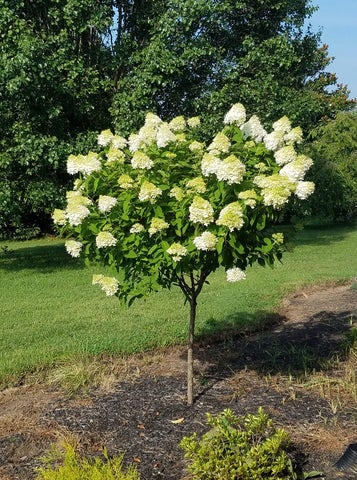 3 Gallon Limelight Hydrangea Tree | Cane Row Nursery & Landscaping