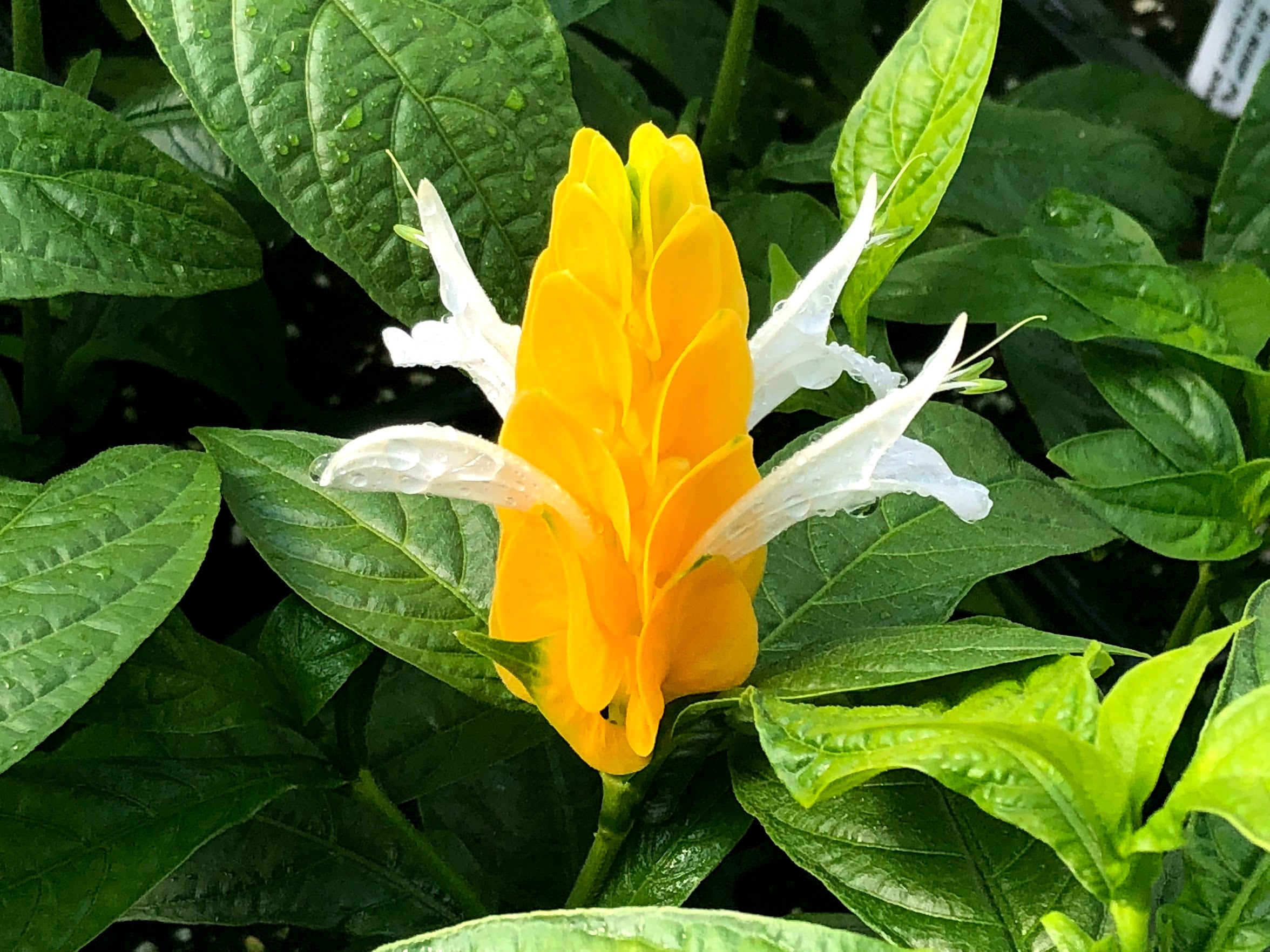 6” Yellow Shrimp Plant | Cane Row Nursery & Landscaping