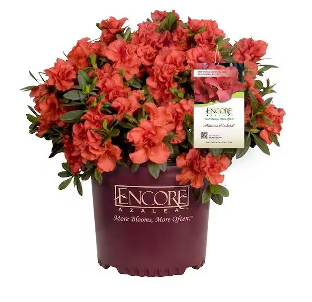 1 Gallon Autumn Embers Encore Azalea | Cane Row Nursery & Landscaping