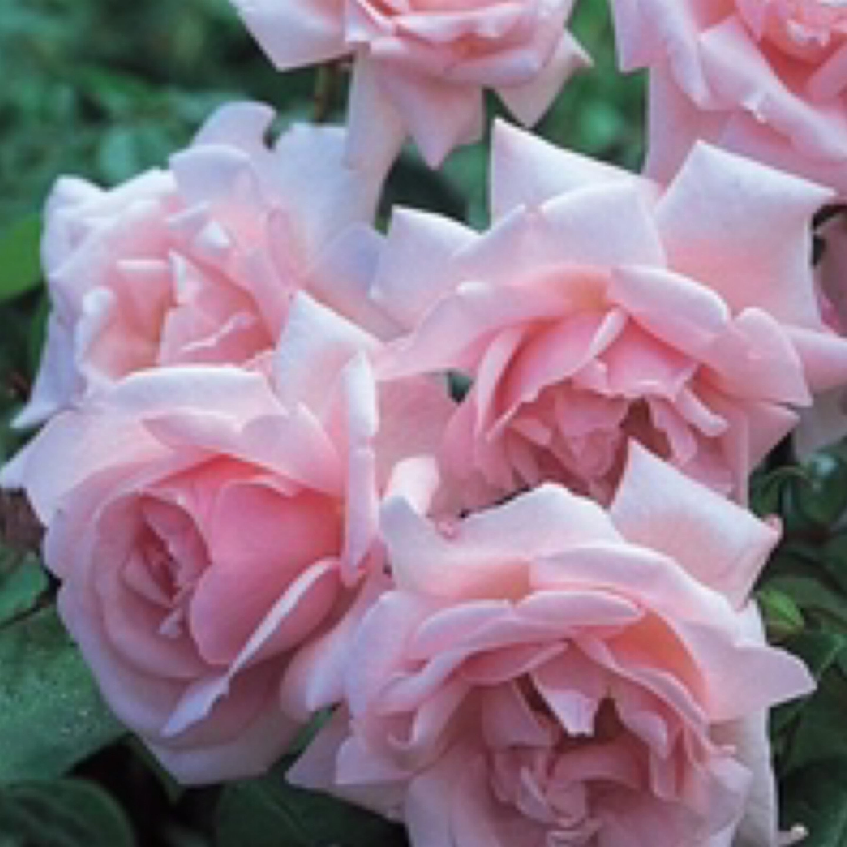 3 Gallon New Dawn Rose | Cane Row Nursery & Landscaping