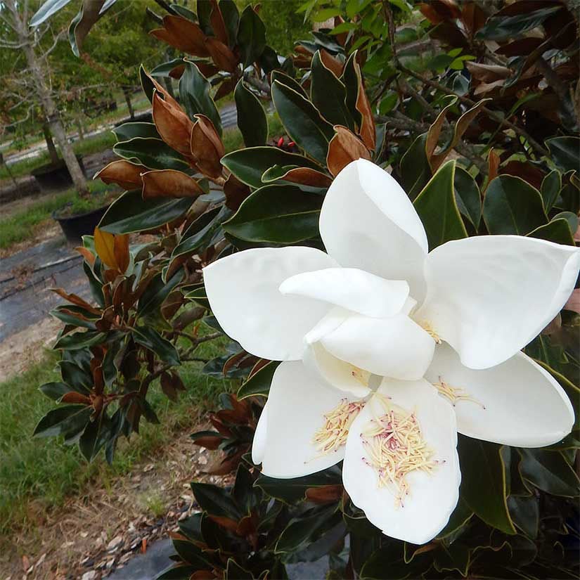 3 Gallon Little Gem Magnolia | Cane Row Nursery & Landscaping