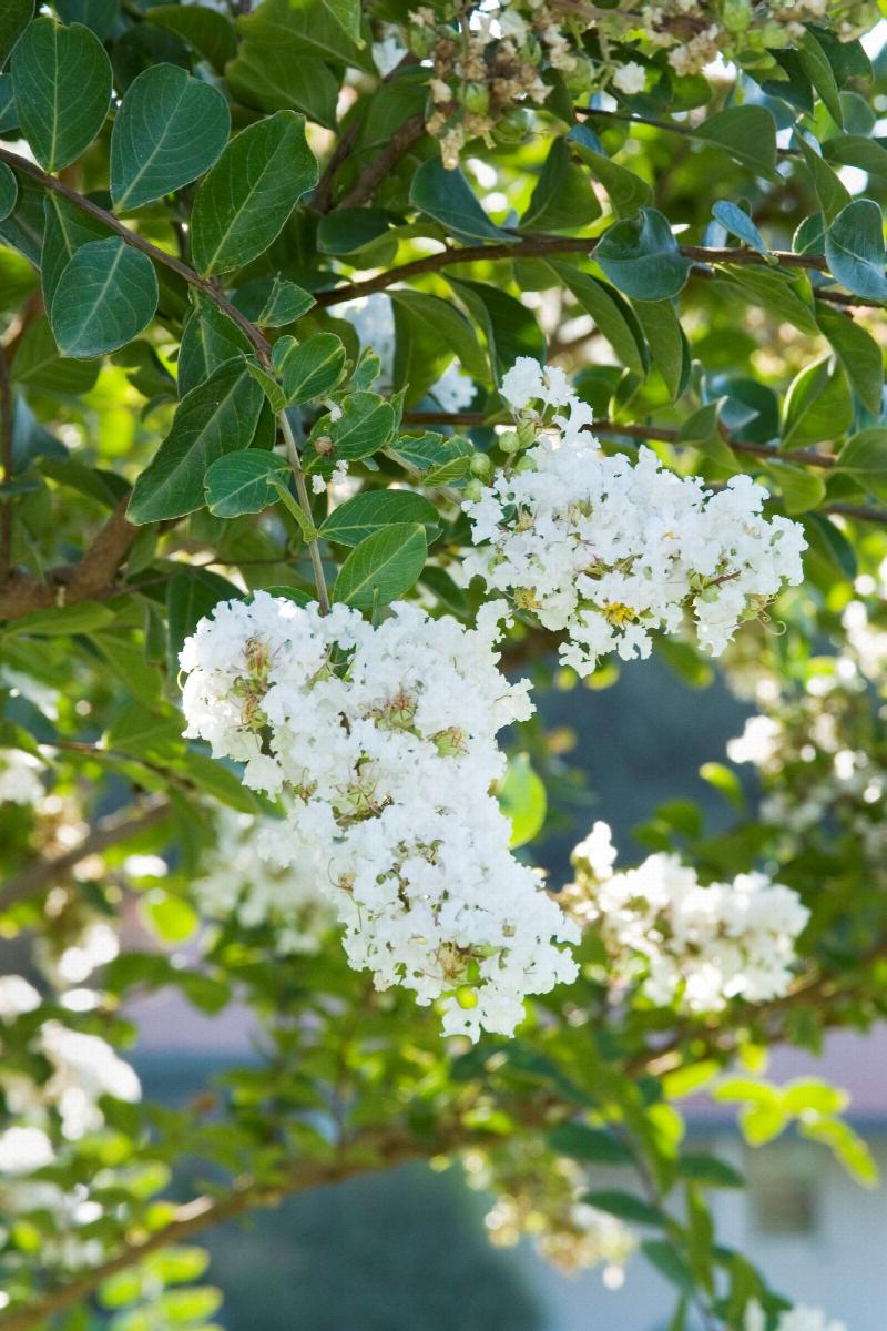 Acoma Crape Myrtle (Lagerstroemia indica x fauriei 'Acoma') | Graceful ...