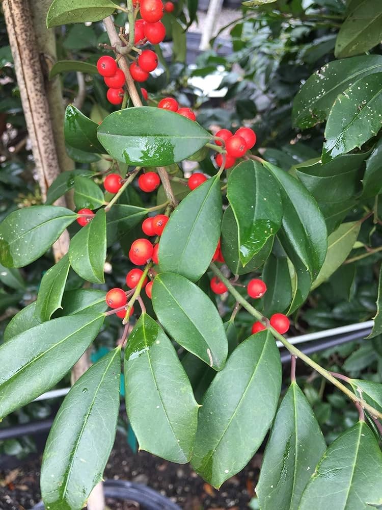 15 Gallon Eagleston Holly | Cane Row Nursery & Landscaping