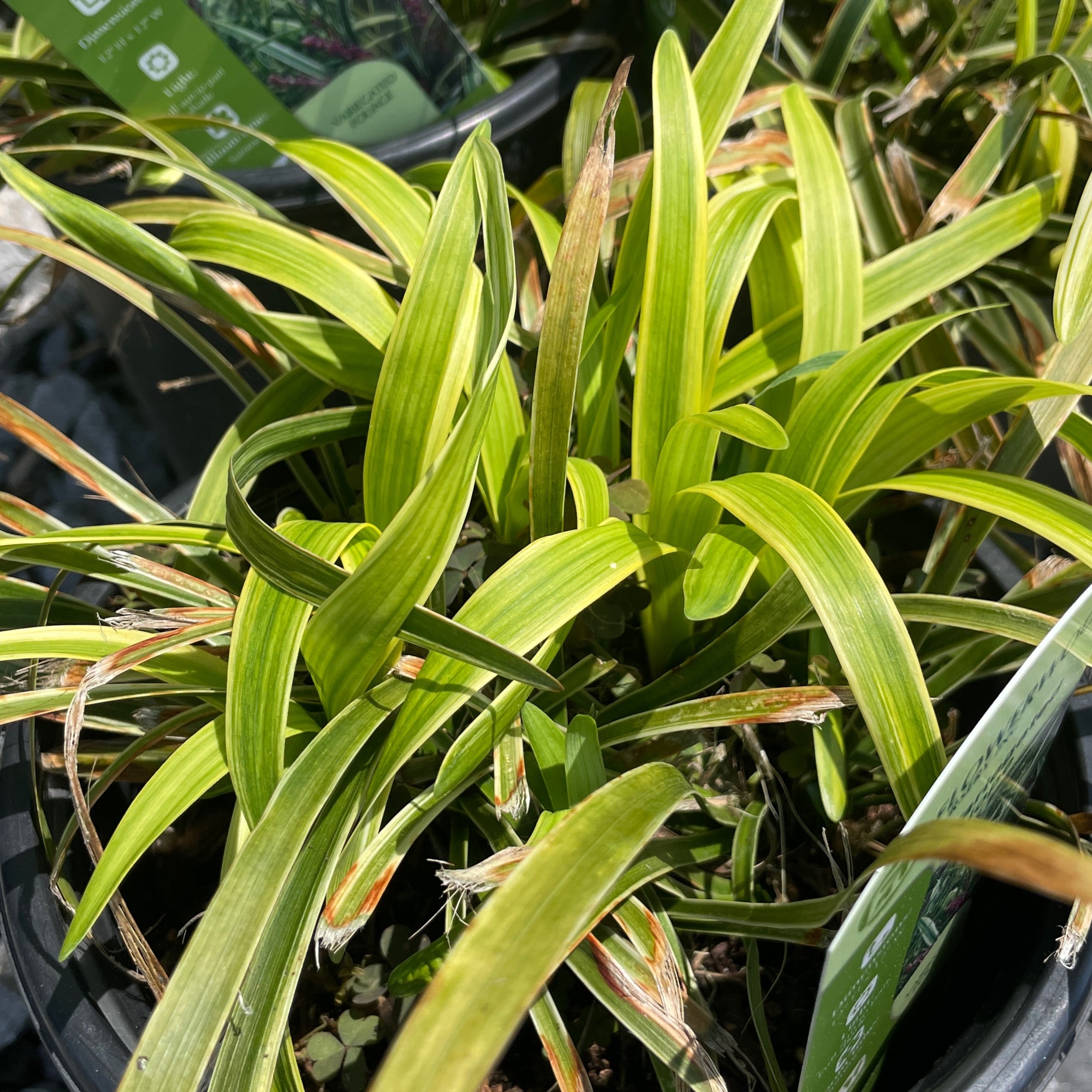 1 Gallon Variegated Liriope | Cane Row Nursery & Landscaping