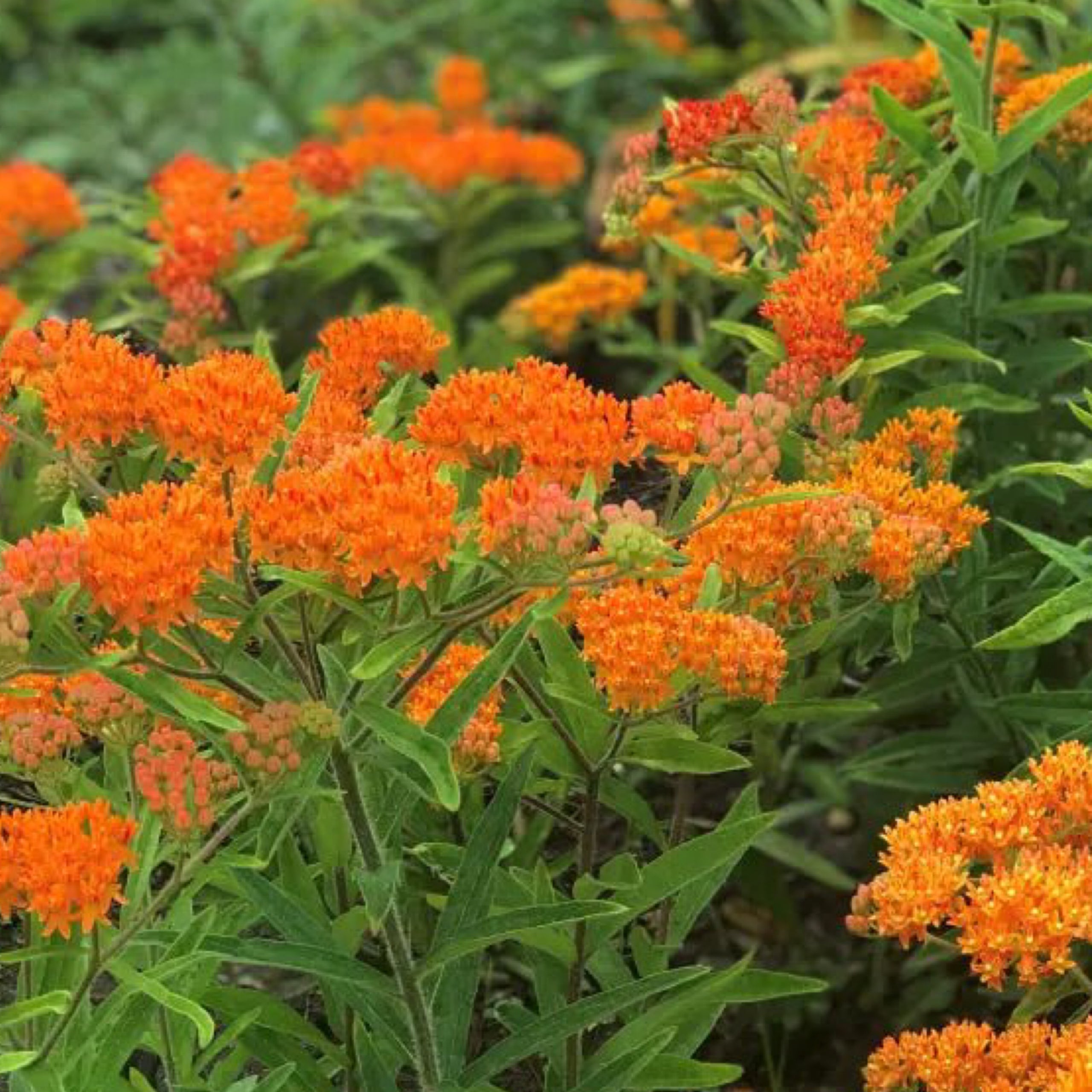 1 Gallon Native Orange Milkweed | Cane Row Nursery & Landscaping
