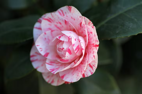 3 Gallon La Peppermint Camellia | Cane Row Nursery & Landscaping