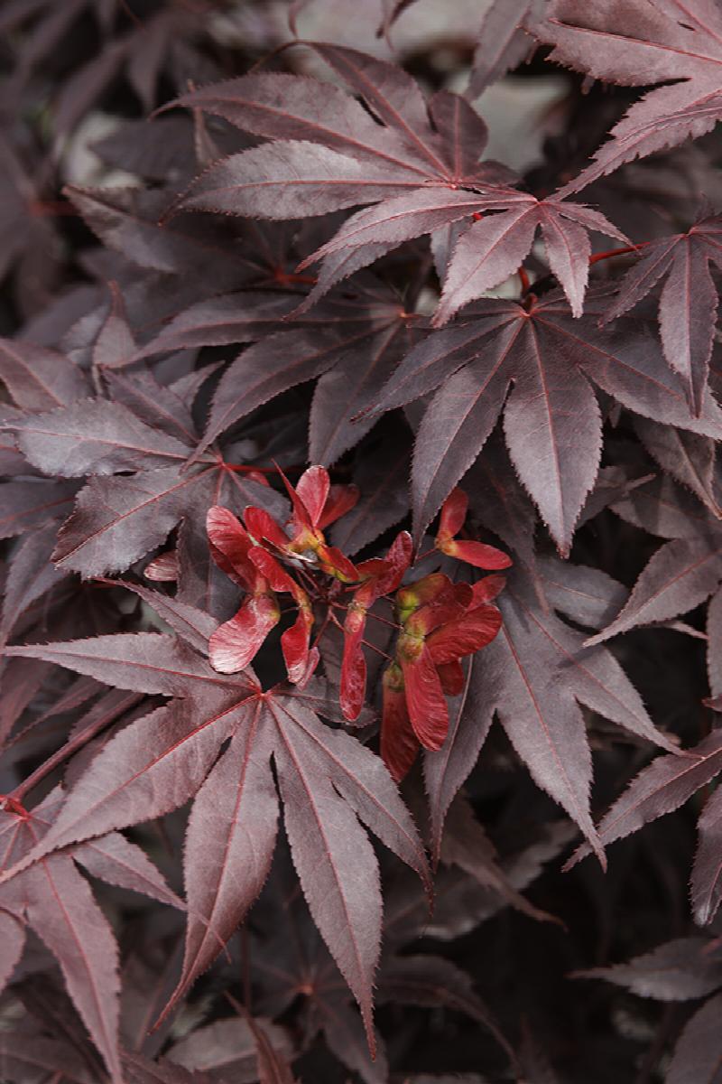 5 Gallon Bloodgood Japanese Maple | Cane Row Nursery & Landscaping