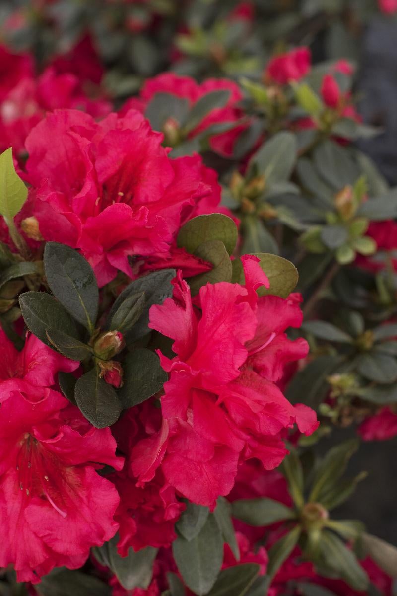 3 Gallon Red Ruffles Azalea | Cane Row Nursery & Landscaping