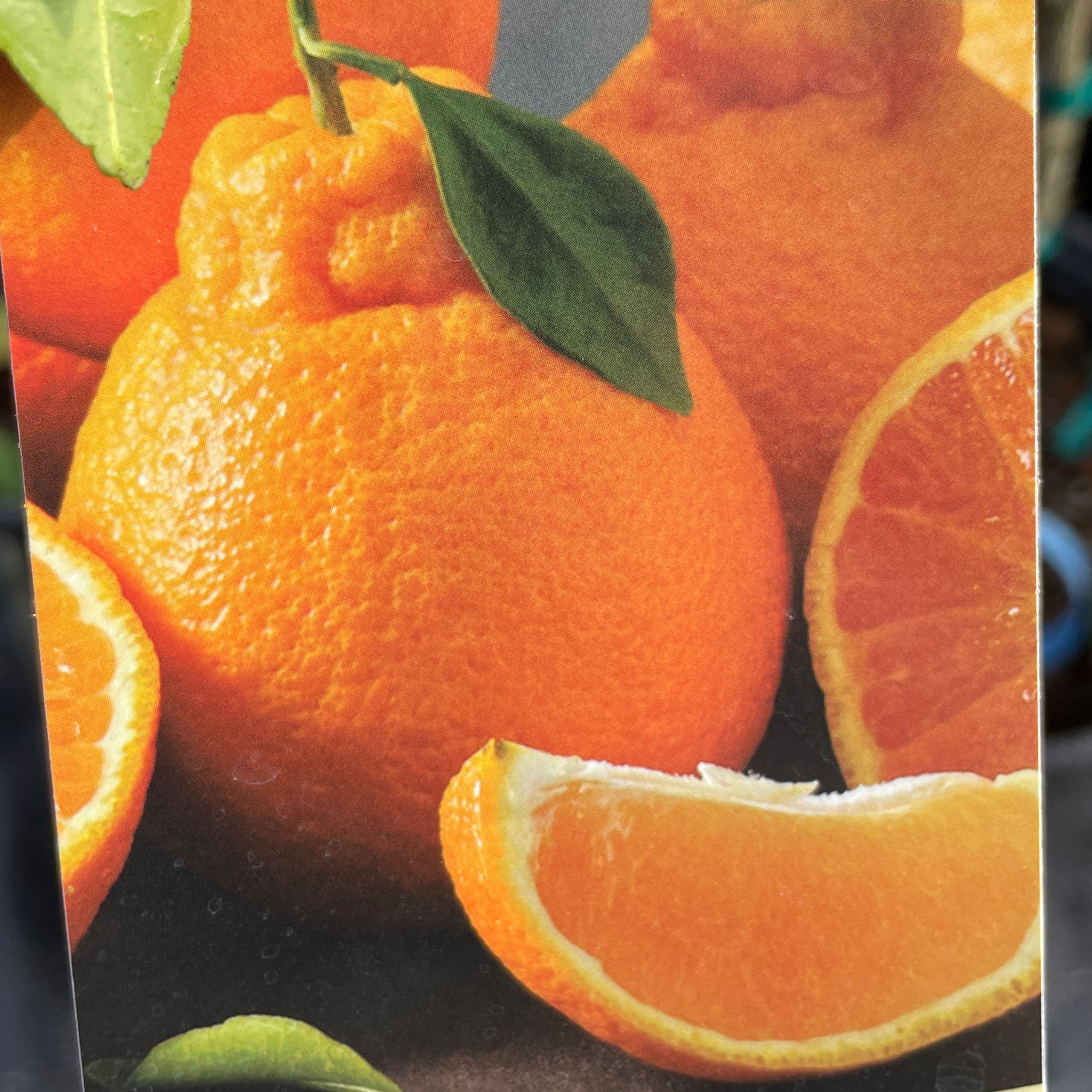 Shiranui Mandarin (Citrus reticulata 'Shiranui') | Sweet, Seedless ...