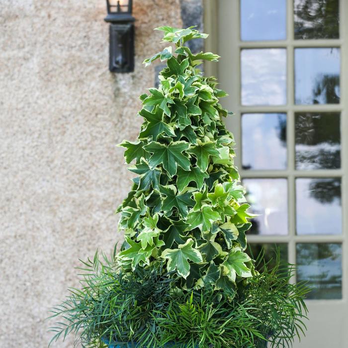 Angyo Star Fatshedera (Fatshedera lizei 'Angyo Star') | Variegated ...