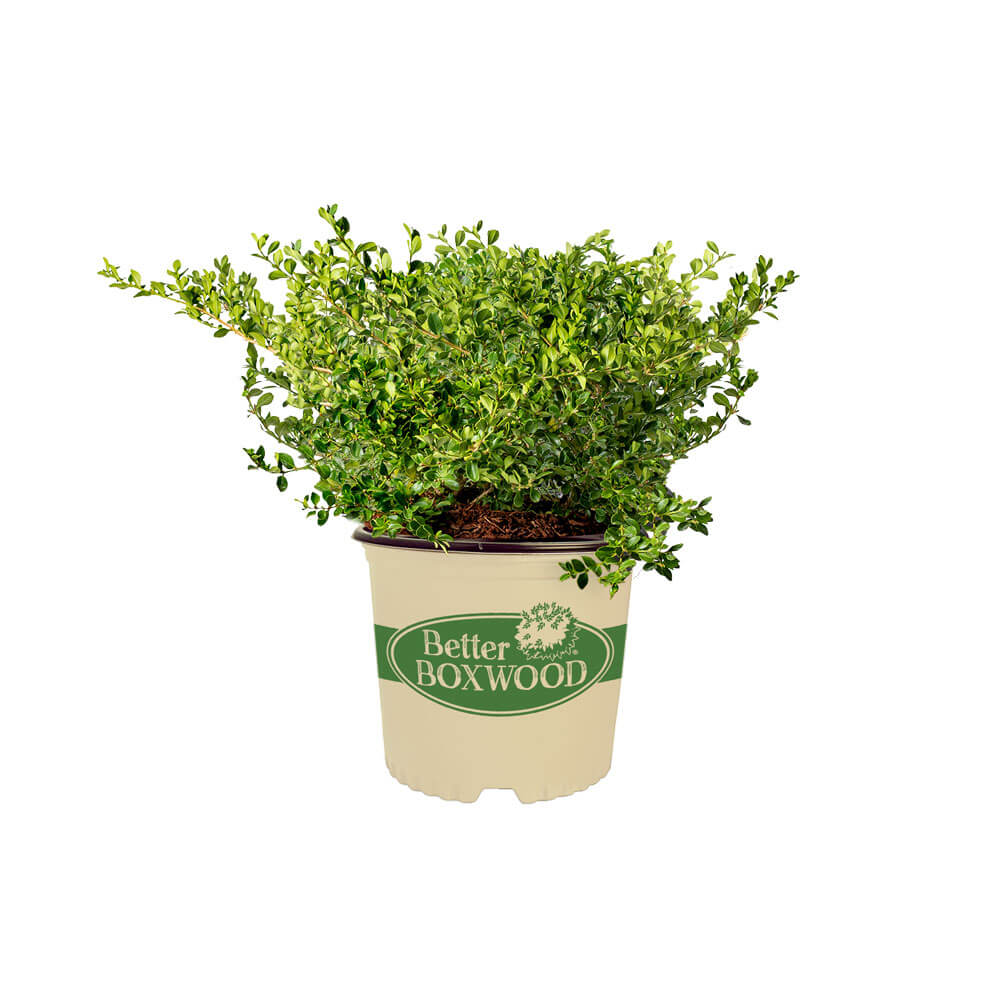 3 Gallon Better Boxwood | Cane Row Nursery & Landscaping