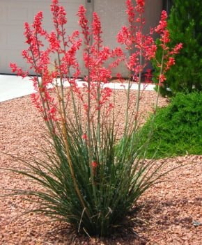Red Yucca (Hesperaloe parviflora) | Striking Red Flowers | Drought ...
