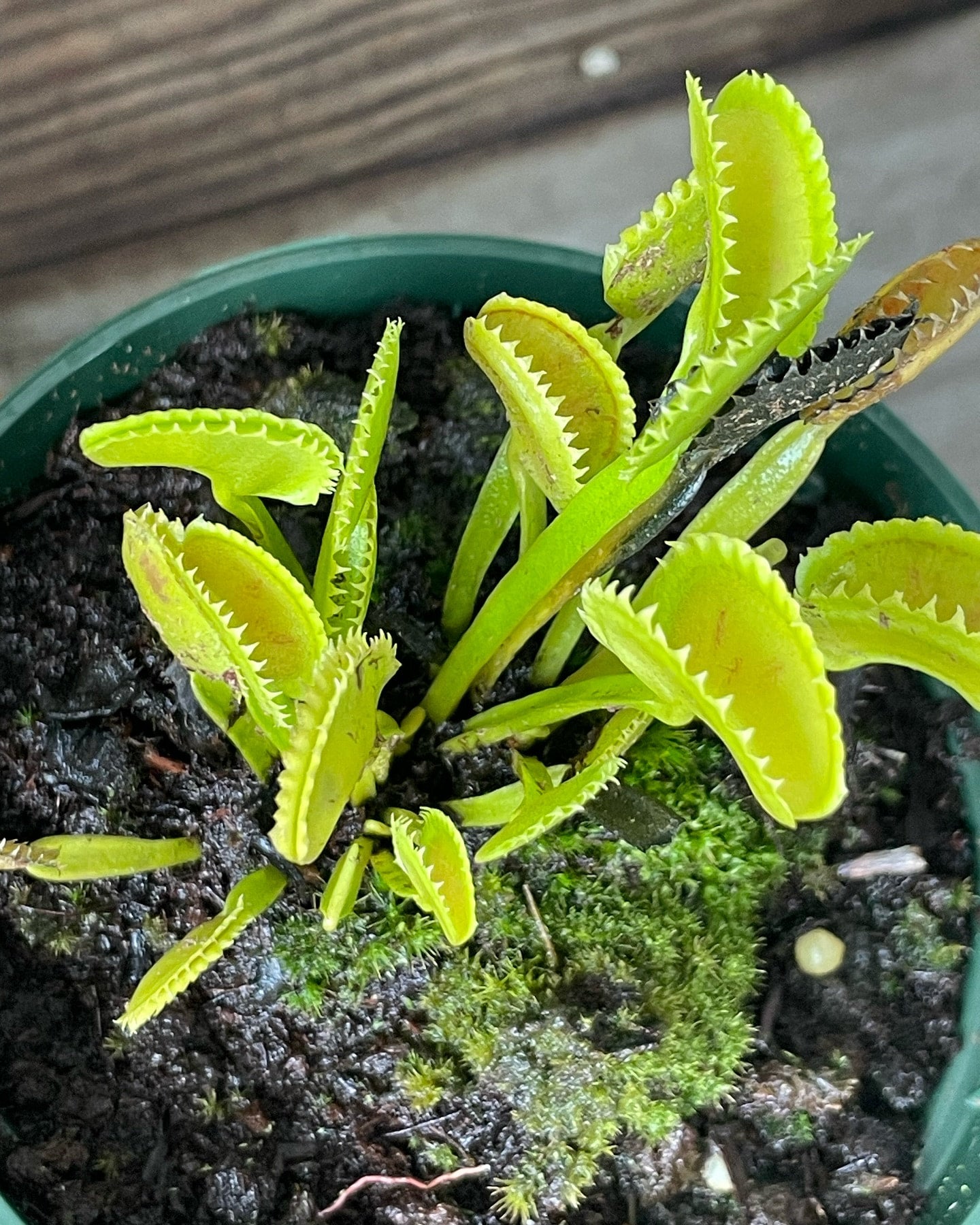 Venus Fly Trap (Dionaea muscipula) | Carnivorous Plant | Unique Insect ...