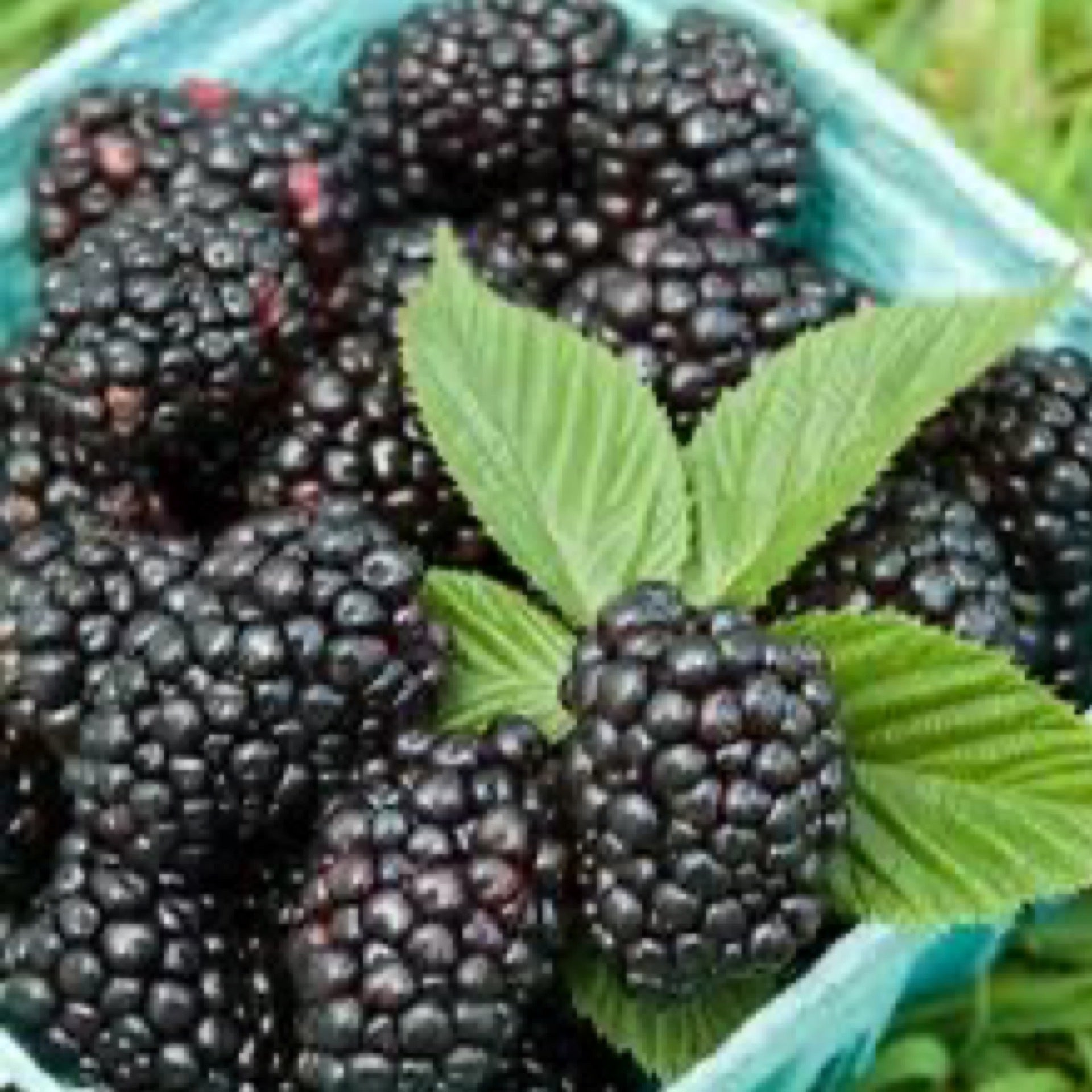 3 Gallon Kiowa Blackberry | Cane Row Nursery & Landscaping