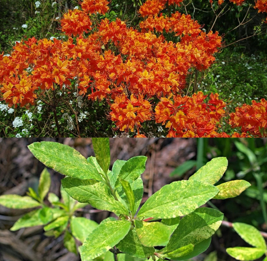 Don's Variegated Native Azalea (Rhododendron austrinum 'Don's ...