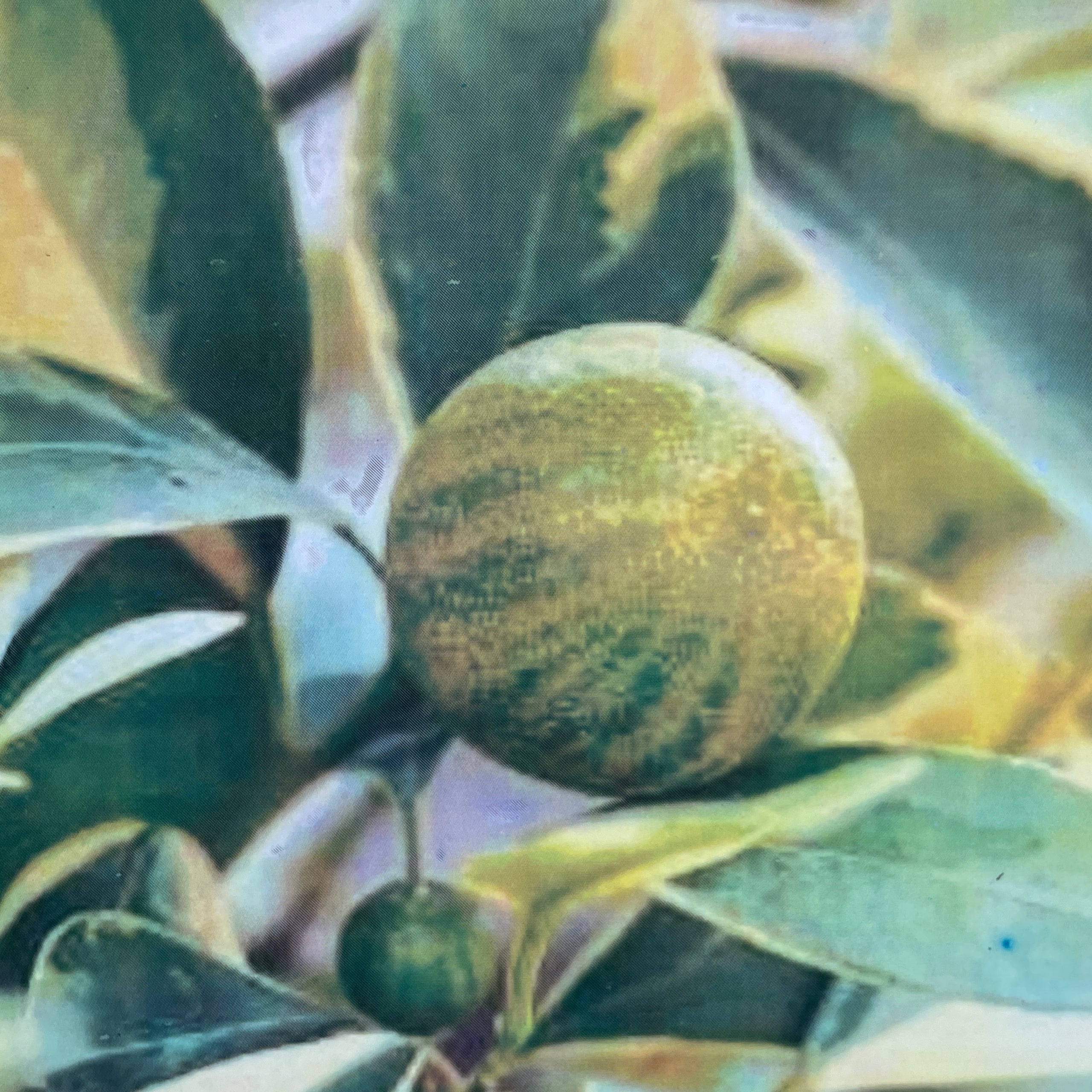 Eureka Variegated Pink Lemon (Citrus limon 'Eureka Variegated Pink ...