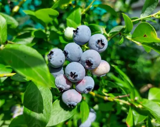 Tiff Blue Blueberry: Southern Highbush Variety | Cane Row Nursery ...