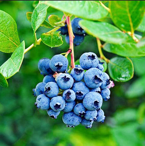 1 Gallon Austin Blueberry | Cane Row Nursery & Landscaping