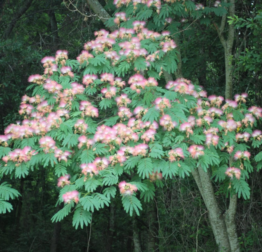 Mimosa Tree (Albizia julibrissin) | Elegant Foliage & Fragrant Flowers ...