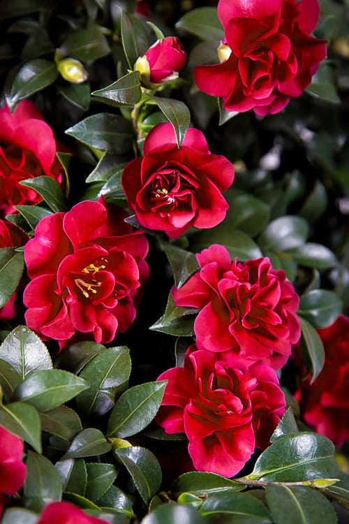 October Magic Ruby Camellia | Fall-Flowering Ruby Red Blooms | Cane Row ...