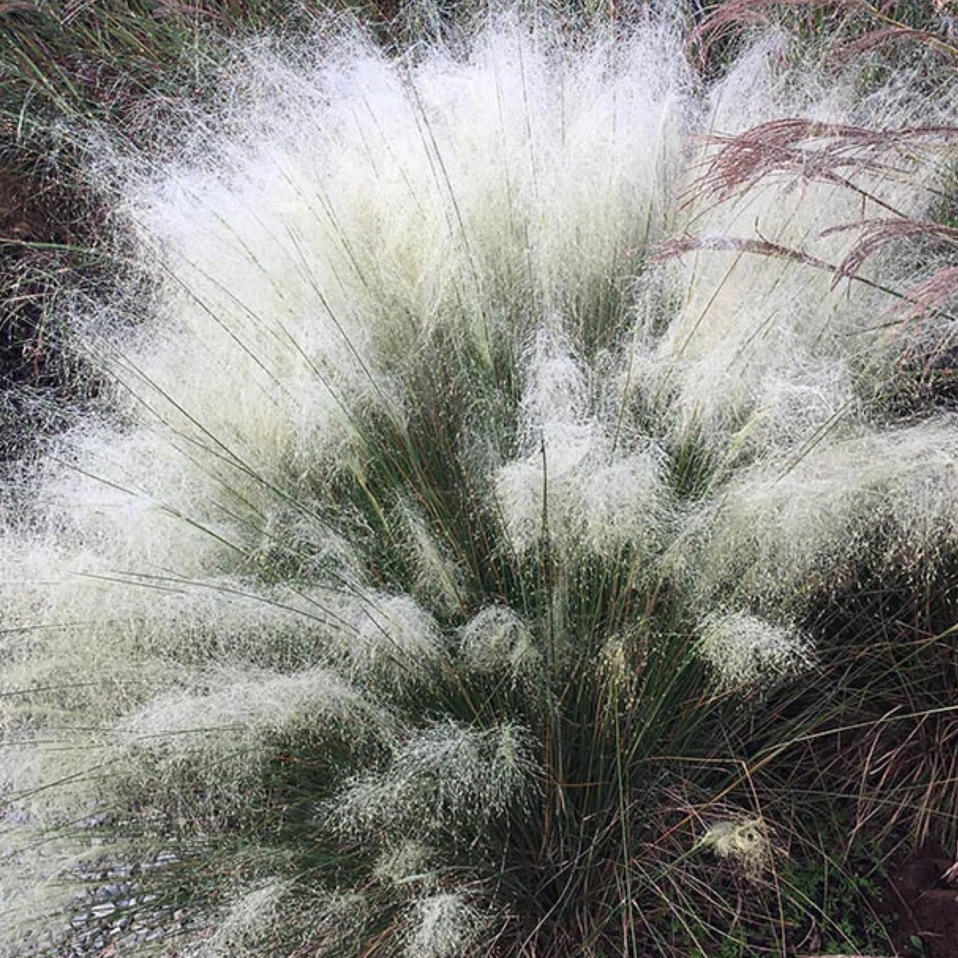 3 Gallon White Cloud Muhly Grass | Cane Row Nursery & Landscaping