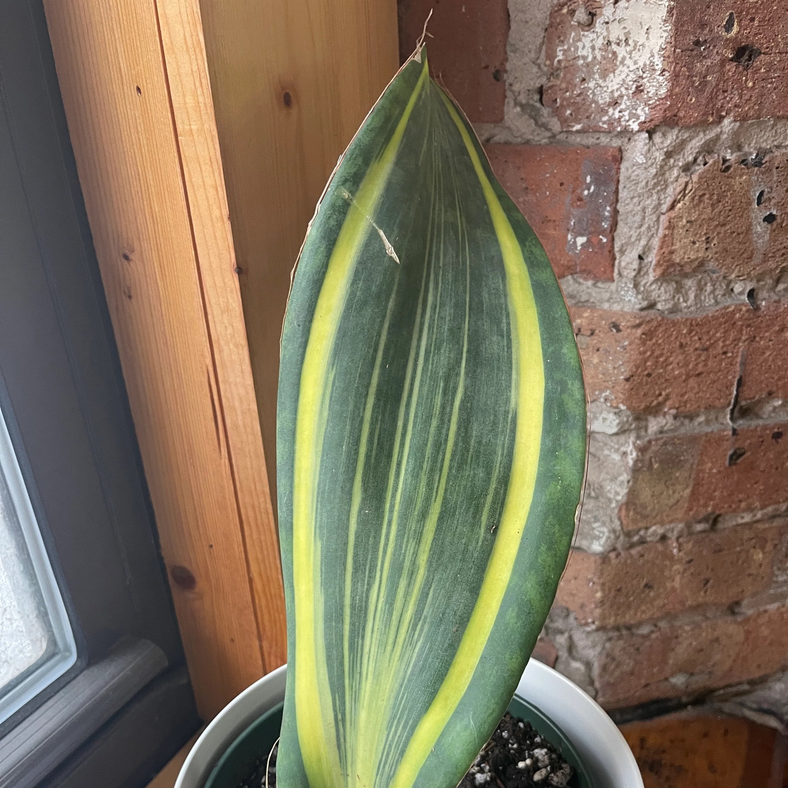 6.3" Whale Fin Sansevieria Potted | Cane Row Nursery & Landscaping