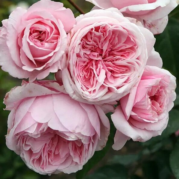 Shop All Plants, Trees, and Garden Supplies | Cane Row Landscaping ...