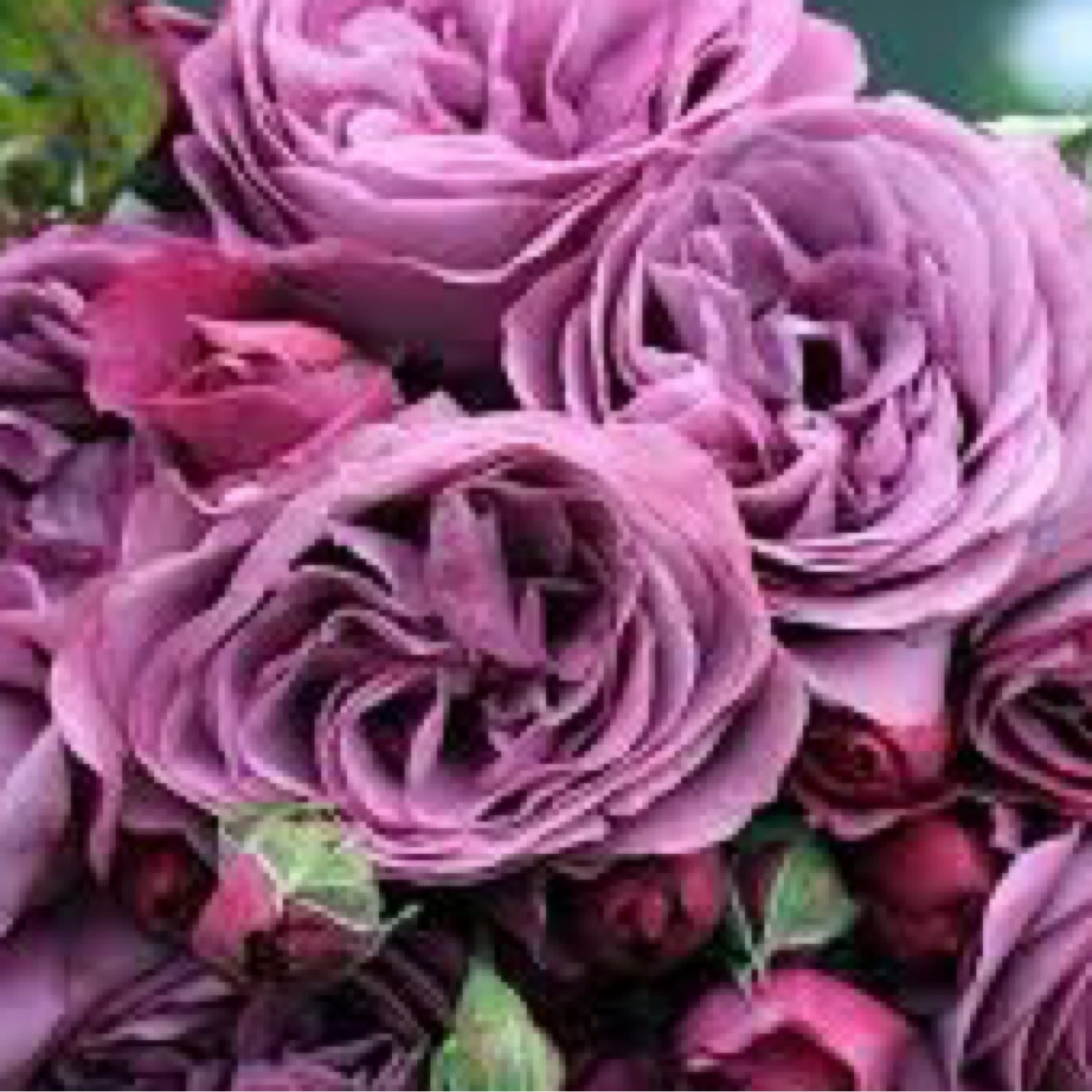 Shop All Plants, Trees, and Garden Supplies | Cane Row Landscaping ...