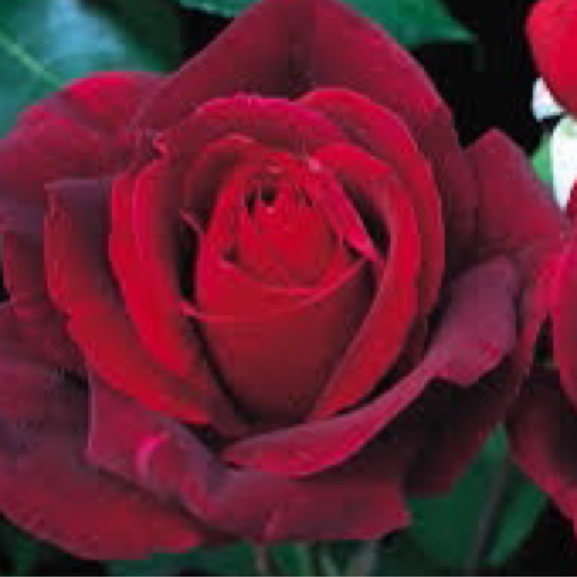 3 Gallon Mr Lincoln Rose | Cane Row Nursery & Landscaping