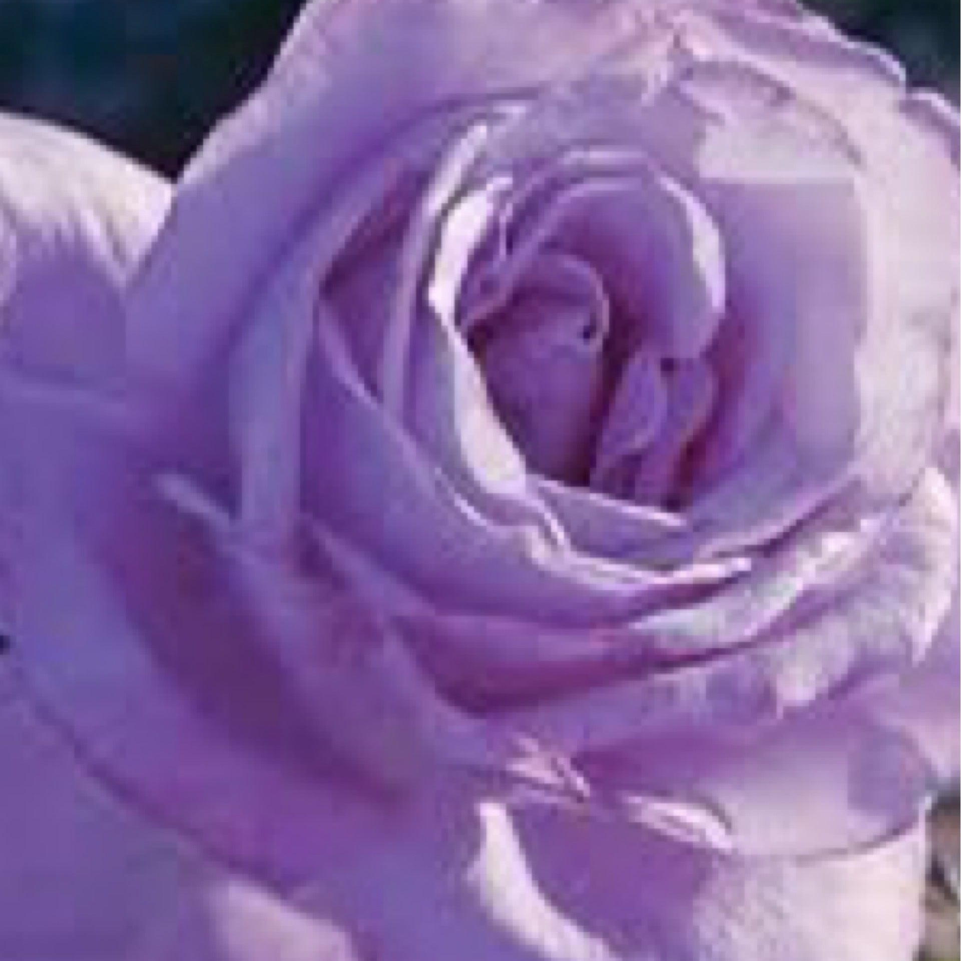 3 Gallon Blue Girl Rose | Cane Row Nursery & Landscaping