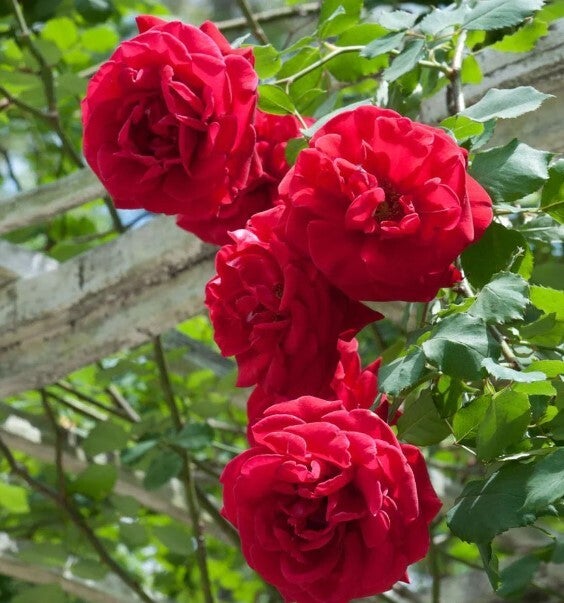 3 Gallon Don Juan Climbing Rose | Cane Row Nursery & Landscaping