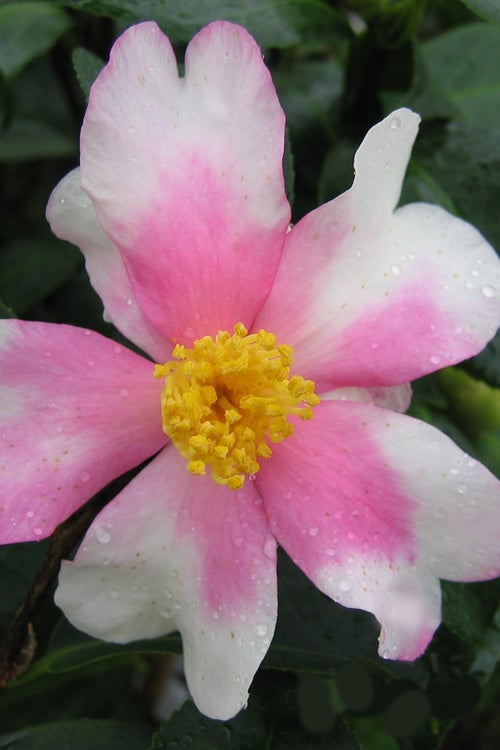 15 Gallon Yume Camellia | Cane Row Nursery & Landscaping