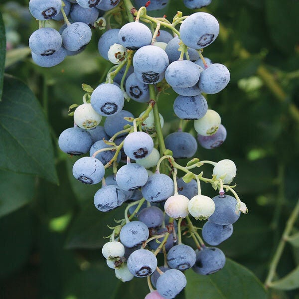 1 Gallon Ochlocknee Blueberry | Cane Row Nursery & Landscaping
