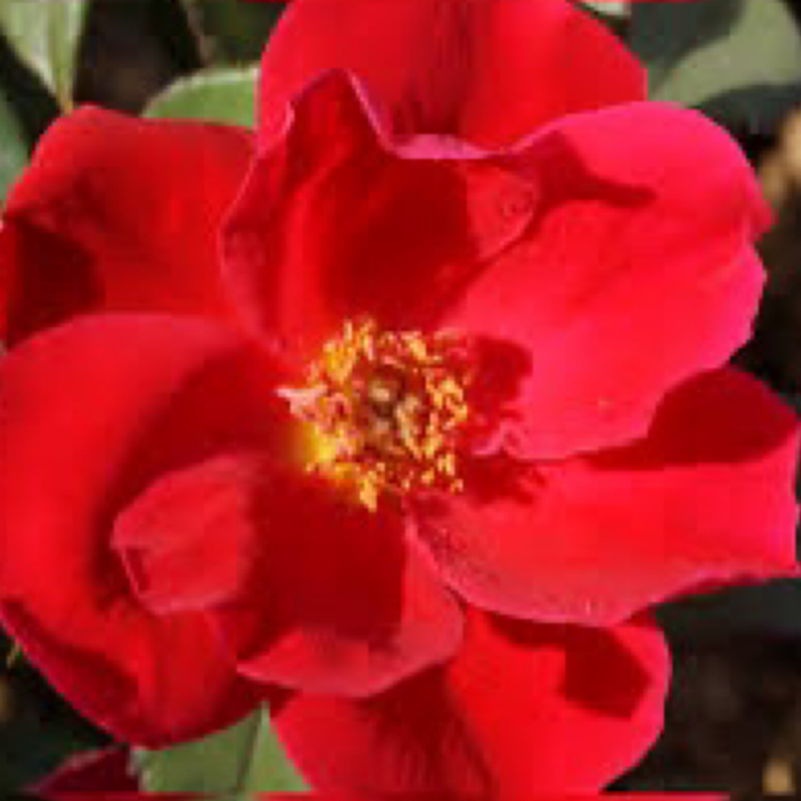 3 Gallon Miracle on the Hudson Rose | Cane Row Nursery & Landscaping