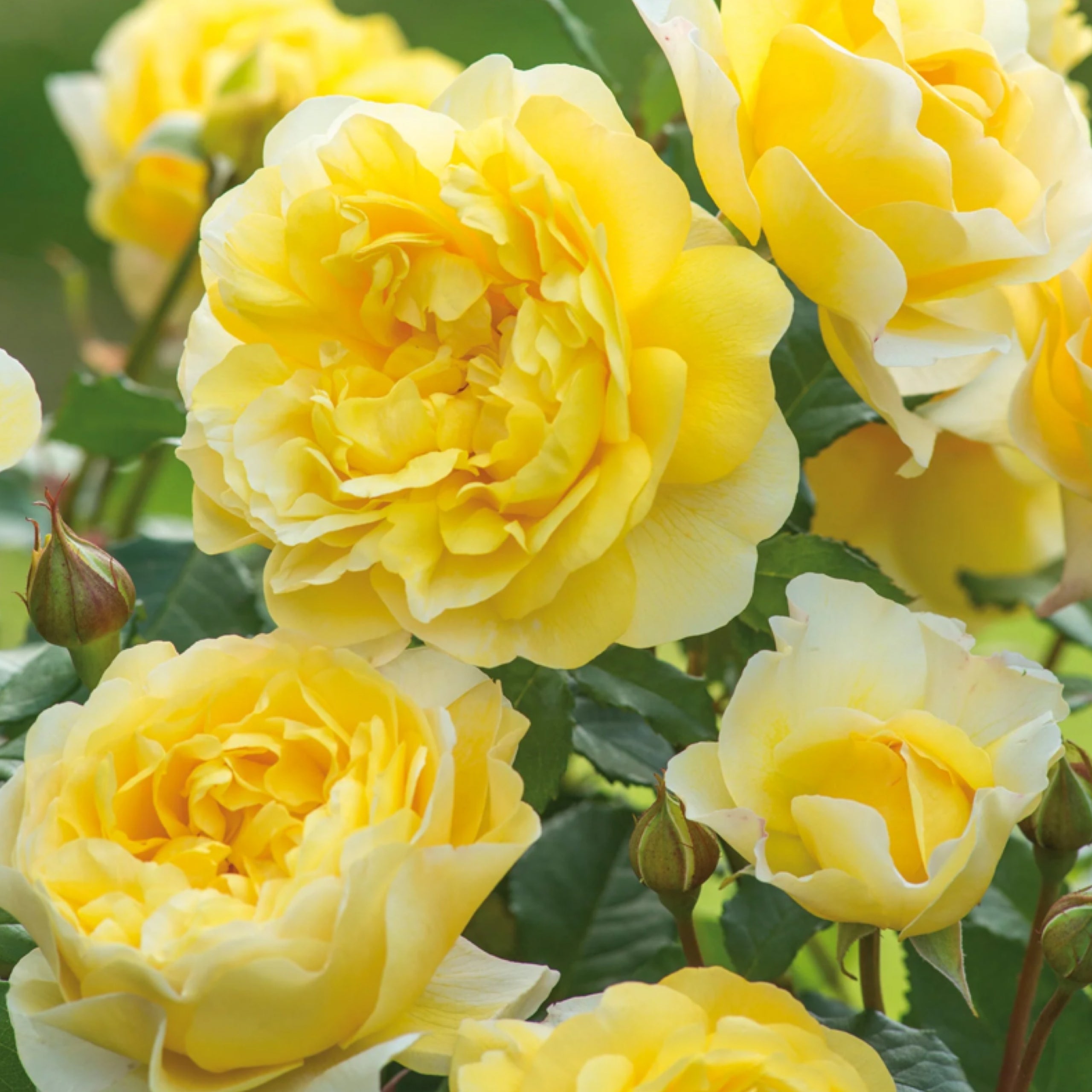 3 Gallon David Austin The Poet’s Wife Rose | Cane Row Nursery & Landscaping