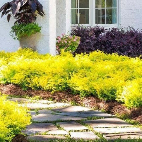 7 Gallon Sunshine Ligustrum | Cane Row Nursery & Landscaping