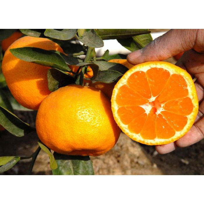 3 Gallon Miho Satsumas | Cane Row Nursery & Landscaping