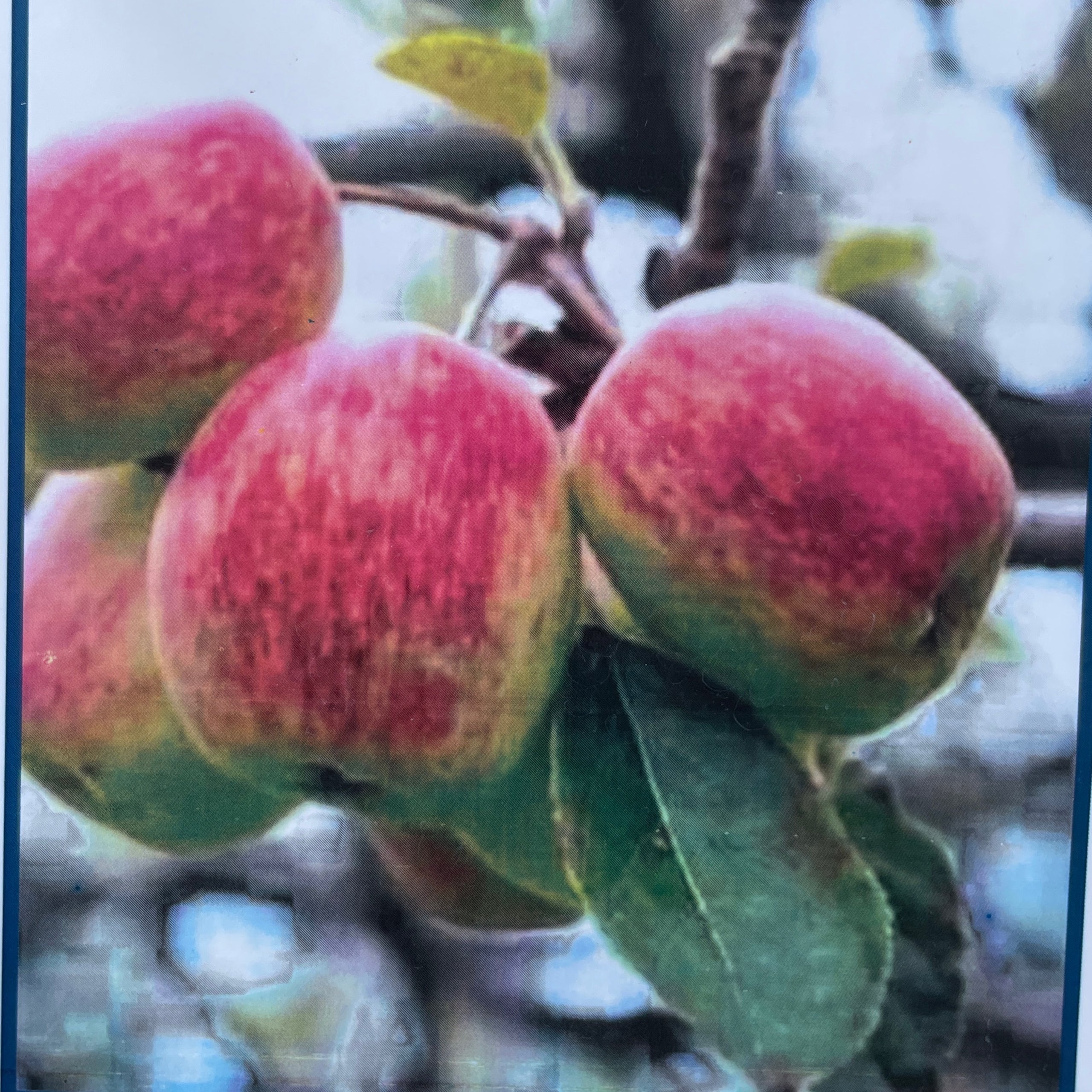 5 Gallon Anna Apple Tree | Cane Row Nursery & Landscaping