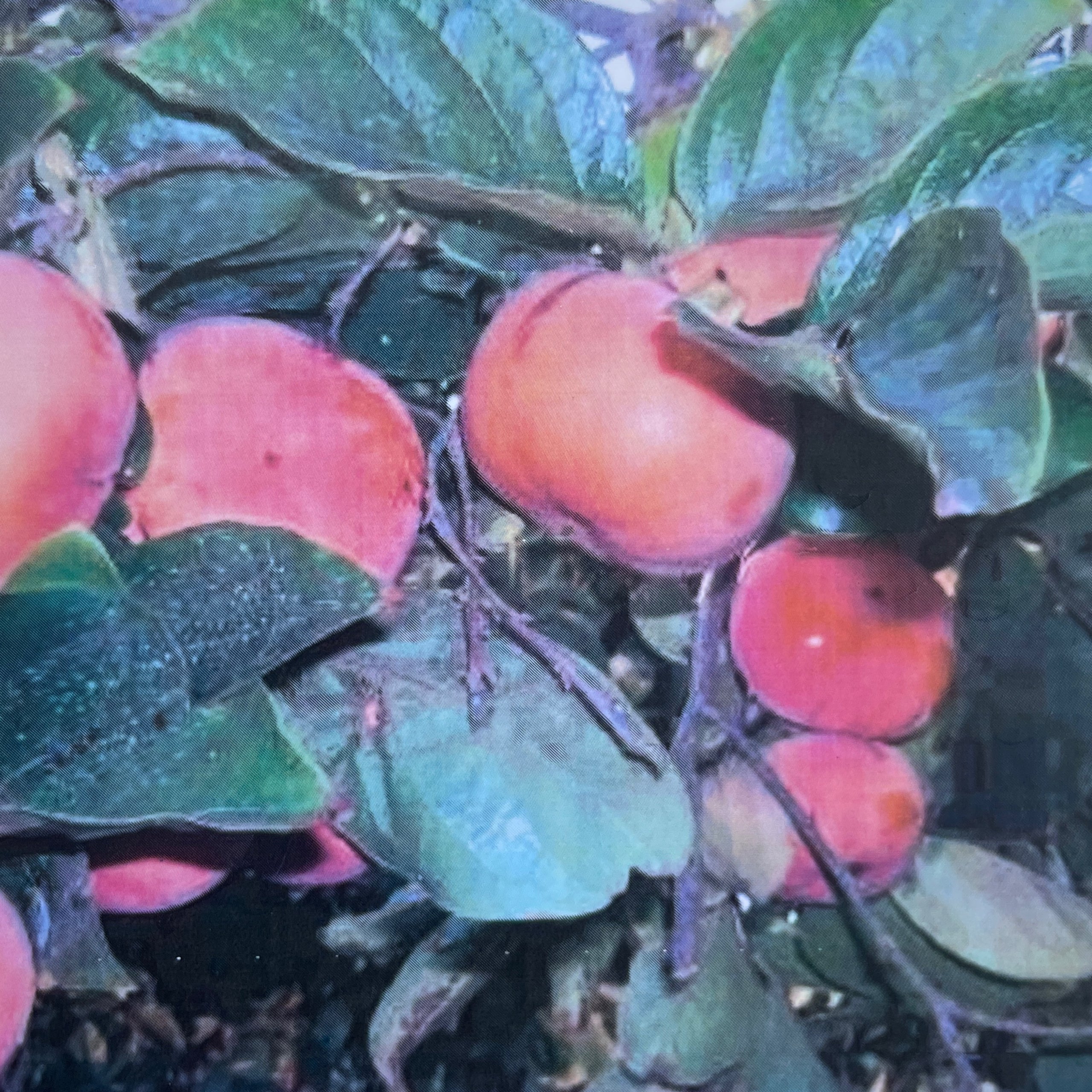 5 Gallon Fuyu Persimmon | Cane Row Nursery & Landscaping