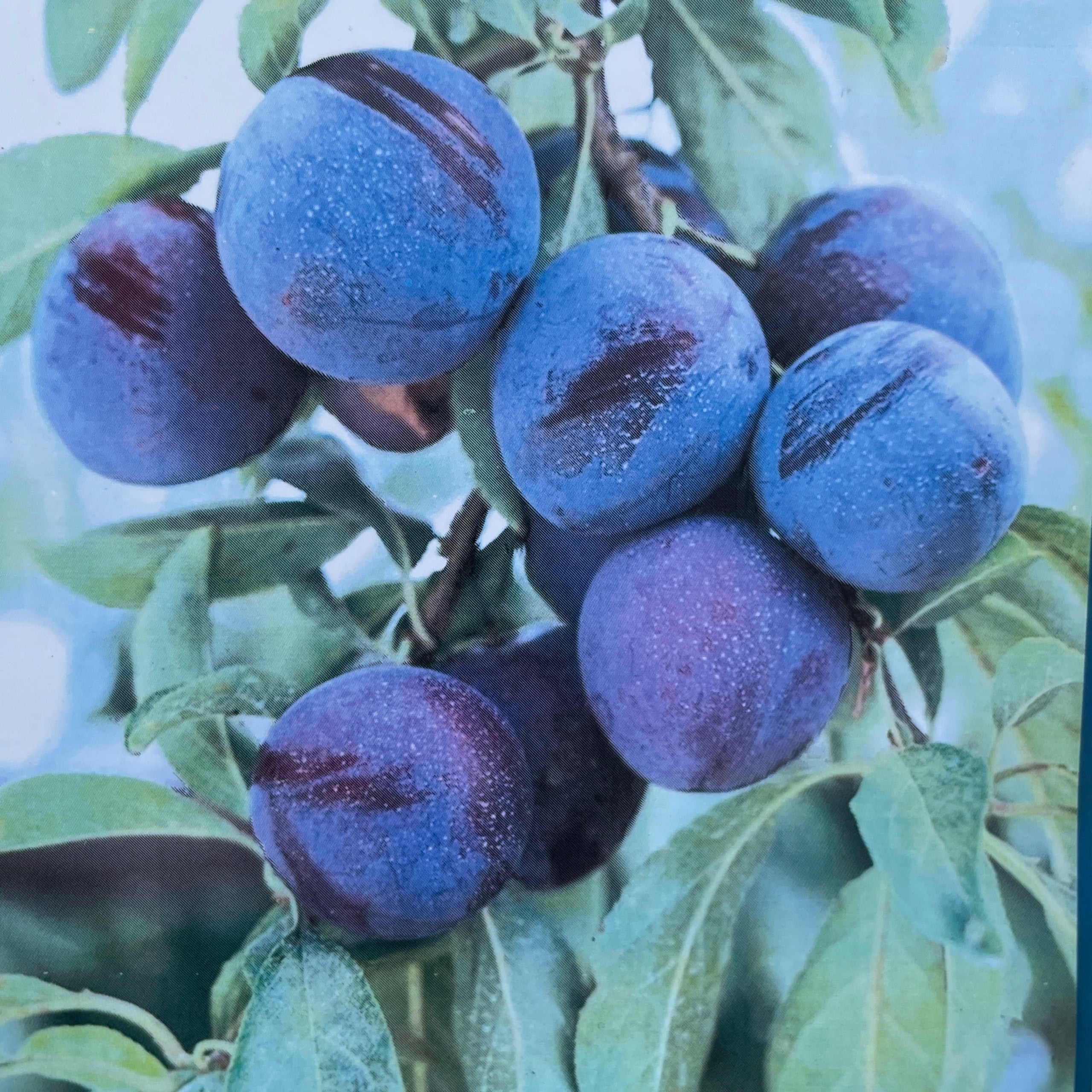 5 Gallon Methley Plum Tree | Cane Row Nursery & Landscaping