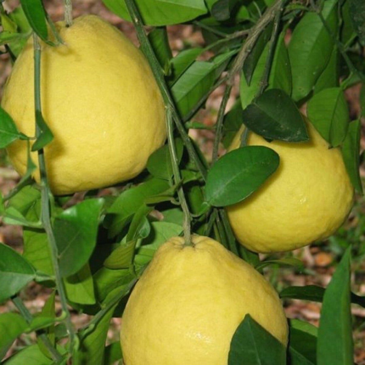 5 Gallon Chandler Red Pummelo | Cane Row Nursery & Landscaping