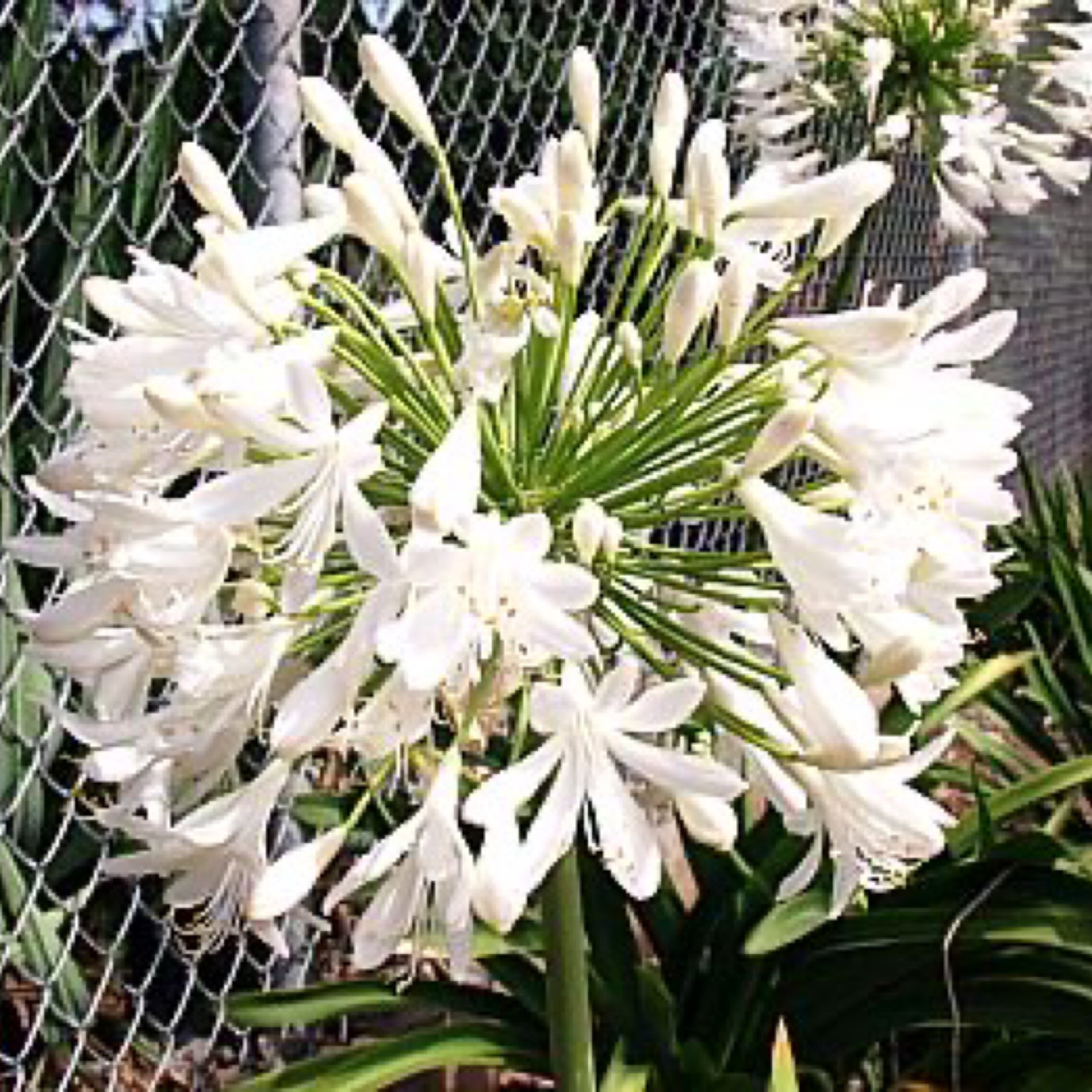 3 Gallon Getty White Agapanthus | Cane Row Nursery & Landscaping