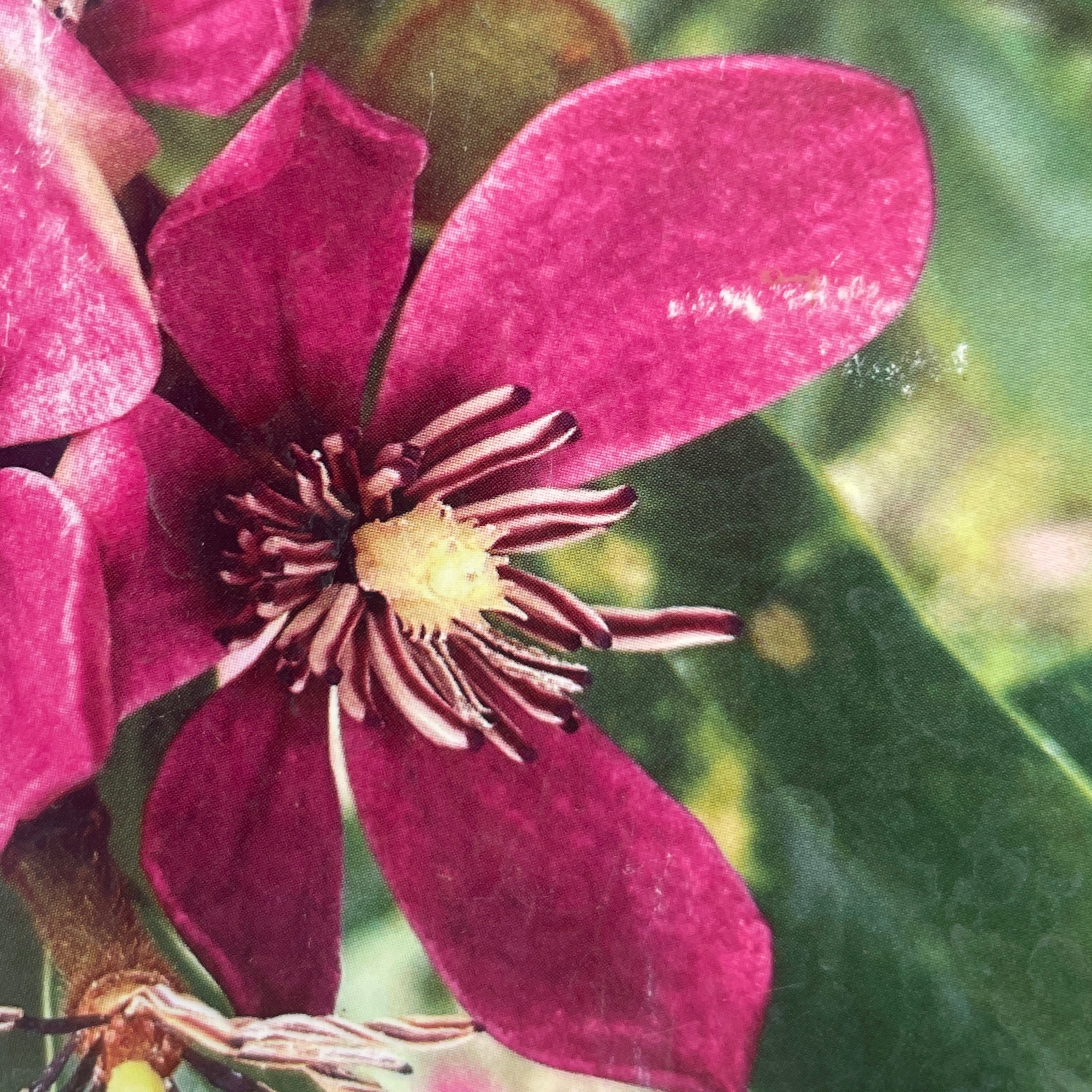 Stellar Ruby Magnolia (Magnolia figo 'Stellar Ruby') | Fragrant Ruby ...