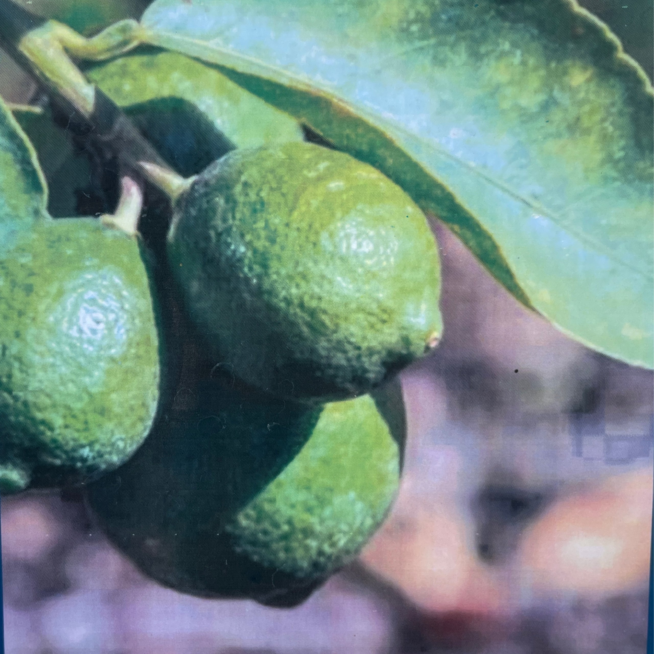 Persian Lime (Citrus × latifolia) | Seedless Lime Tree | Ideal for ...
