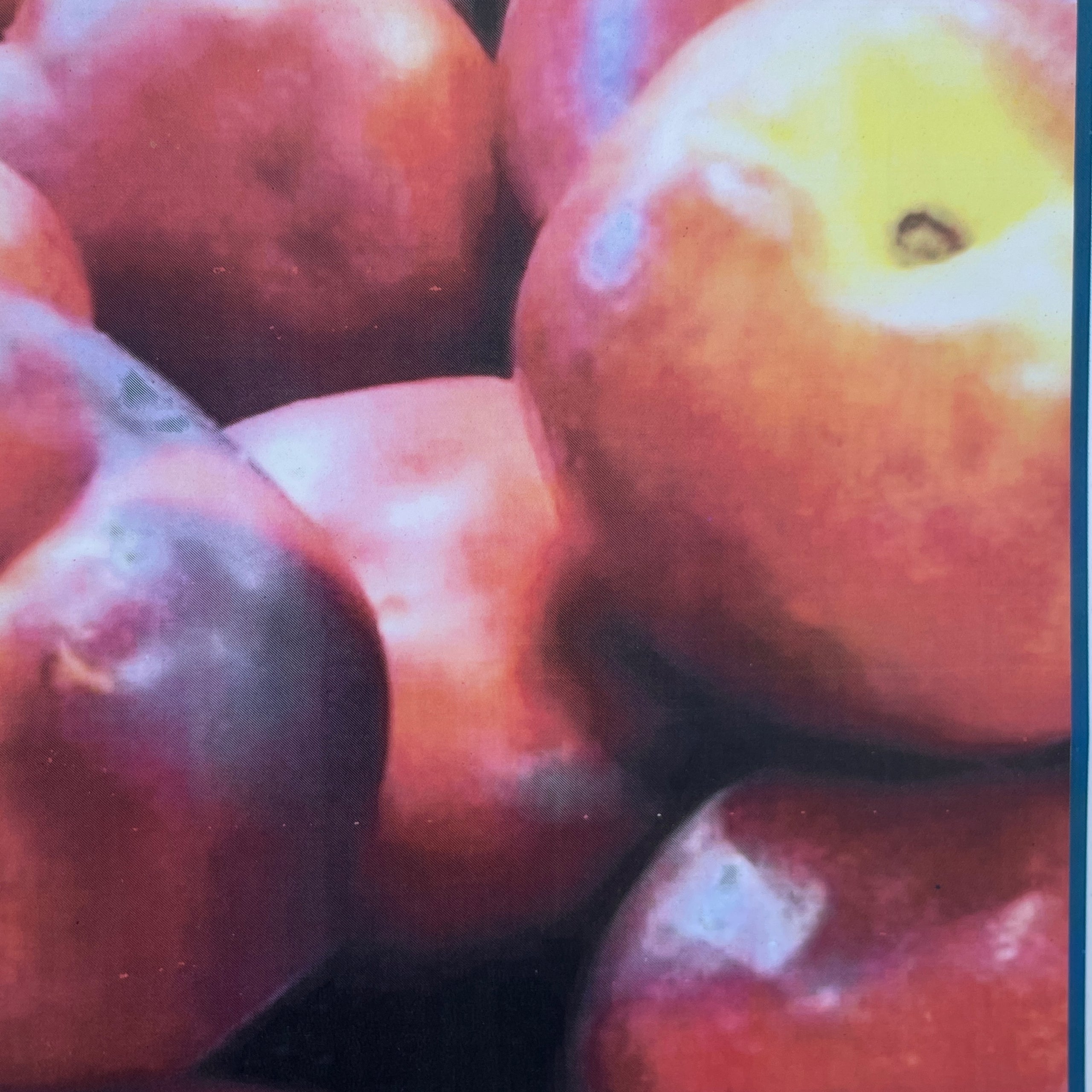 5 Gallon Sunlite Nectarine | Cane Row Nursery & Landscaping