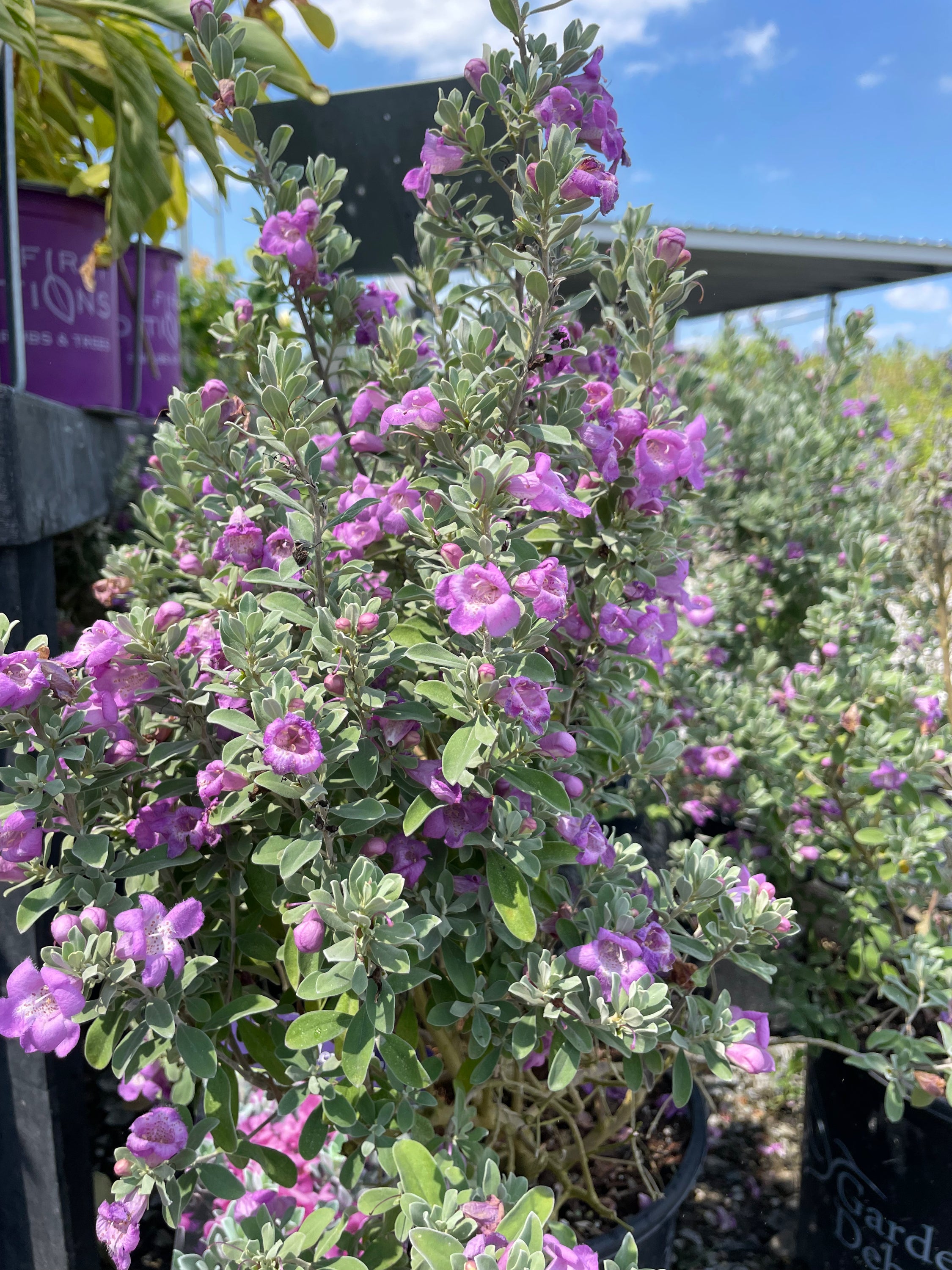3 Gallon ‘Desperado’ Texas Sage | Cane Row Nursery & Landscaping