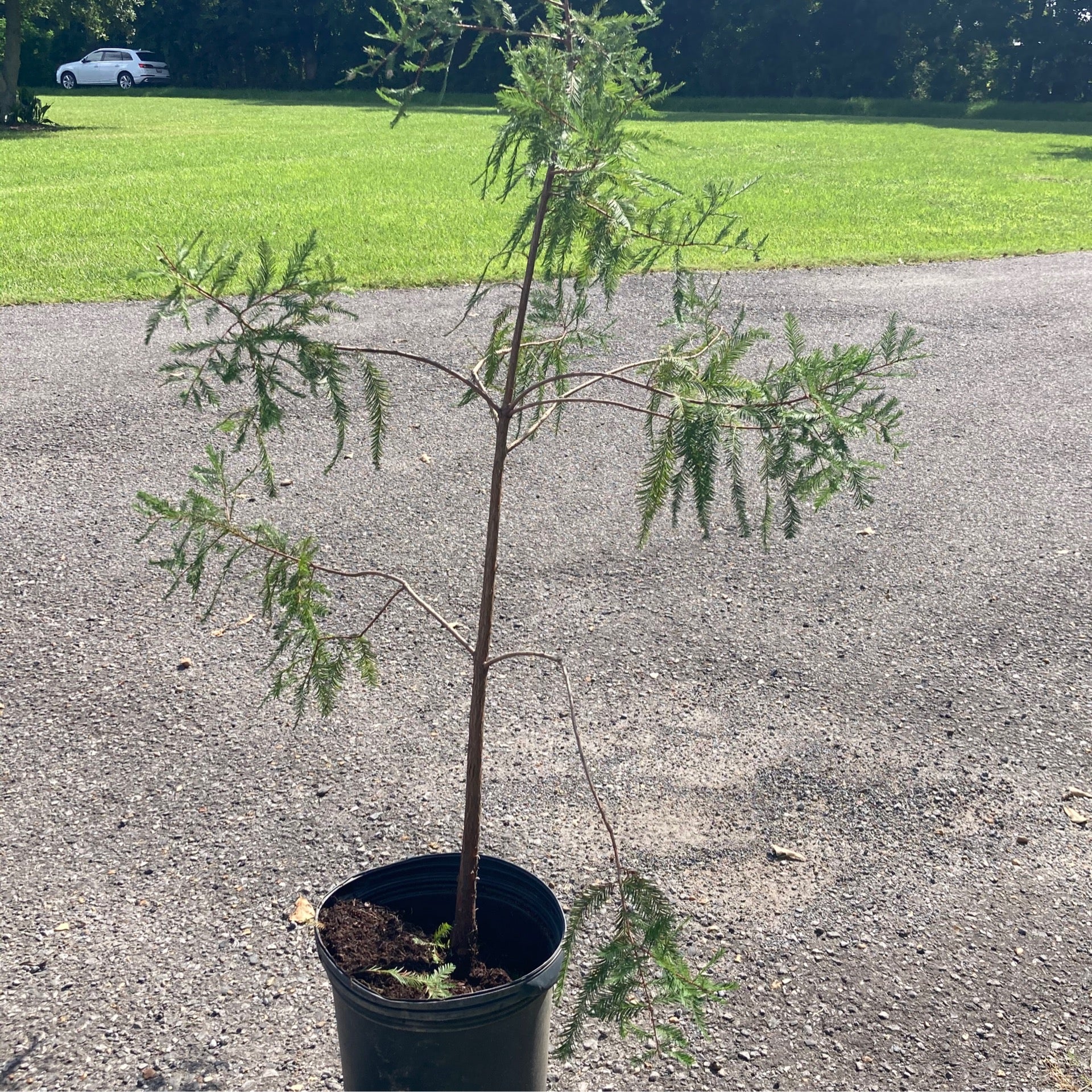 5 Gallon Bald Cypress Young And Versatile Cane Row Nursery And Landscaping