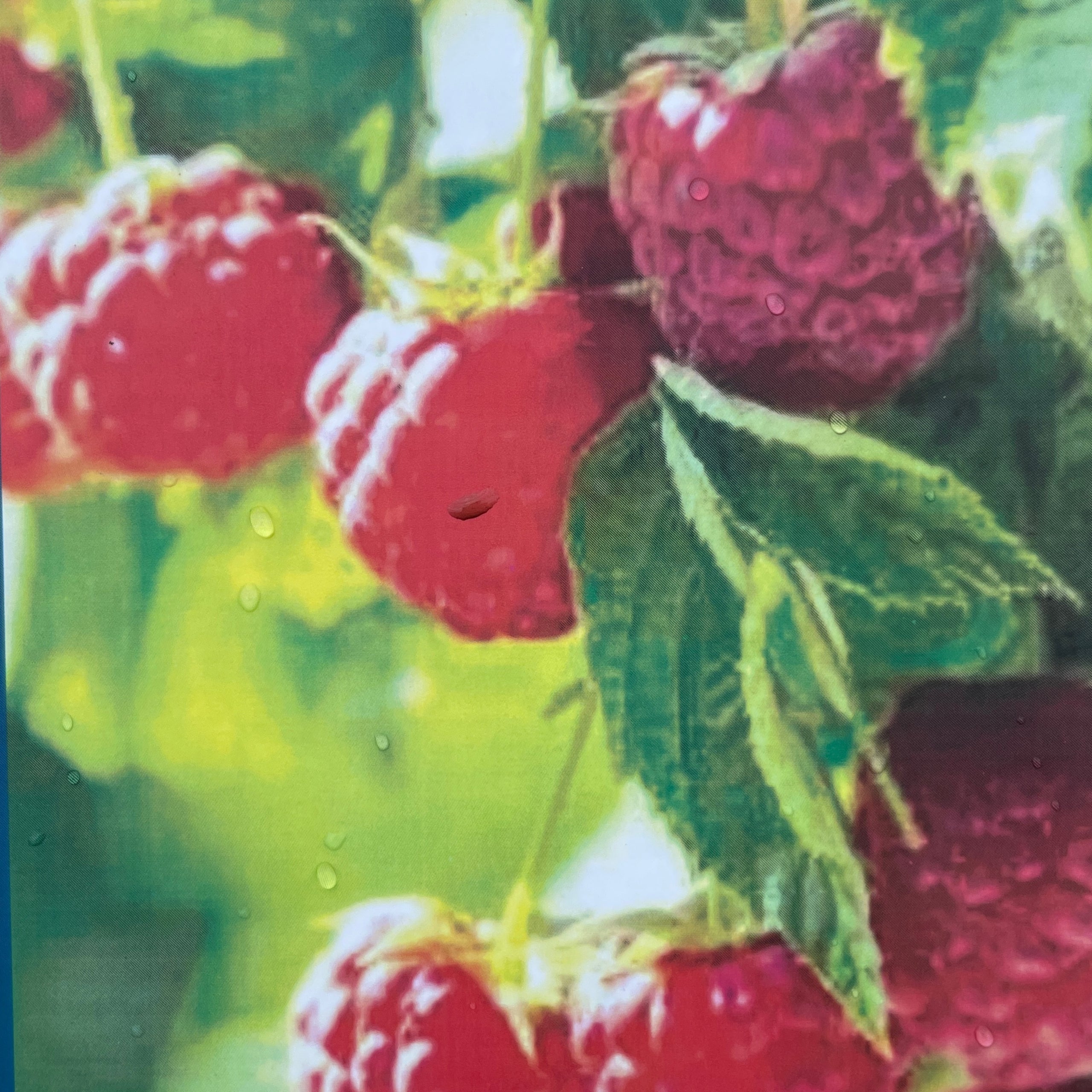 1 Gallon Caroline Raspberry | Cane Row Nursery & Landscaping